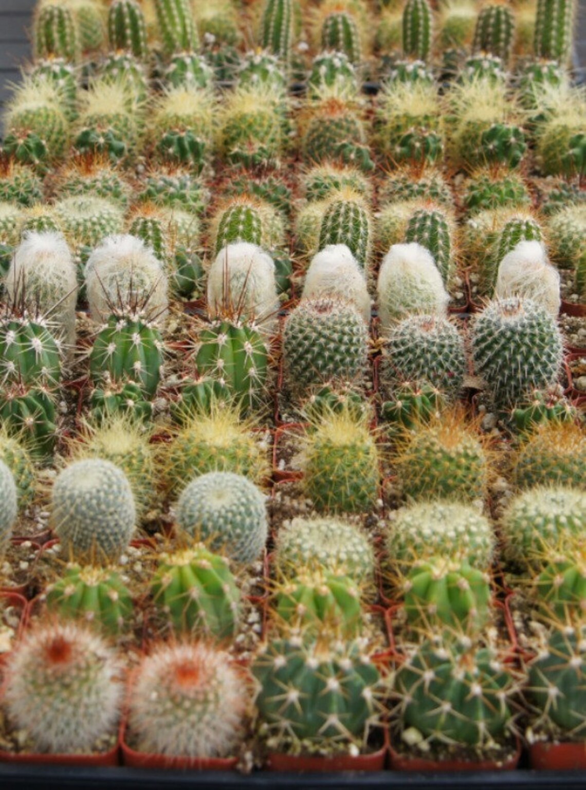 10 Assorted Cactus Potted Mini Cactus Plants Party Favors - Etsy