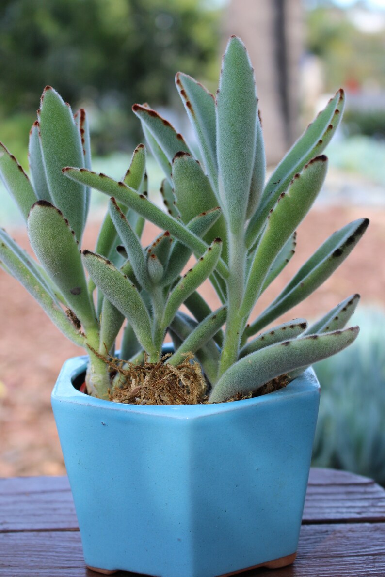 Potted Succulent Gift Plant | Etsy