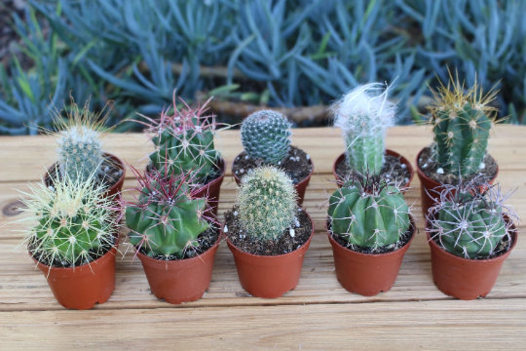 10 Assorted Cactus Potted Mini Cactus Plants, Party Favors, Mini Cactus ...