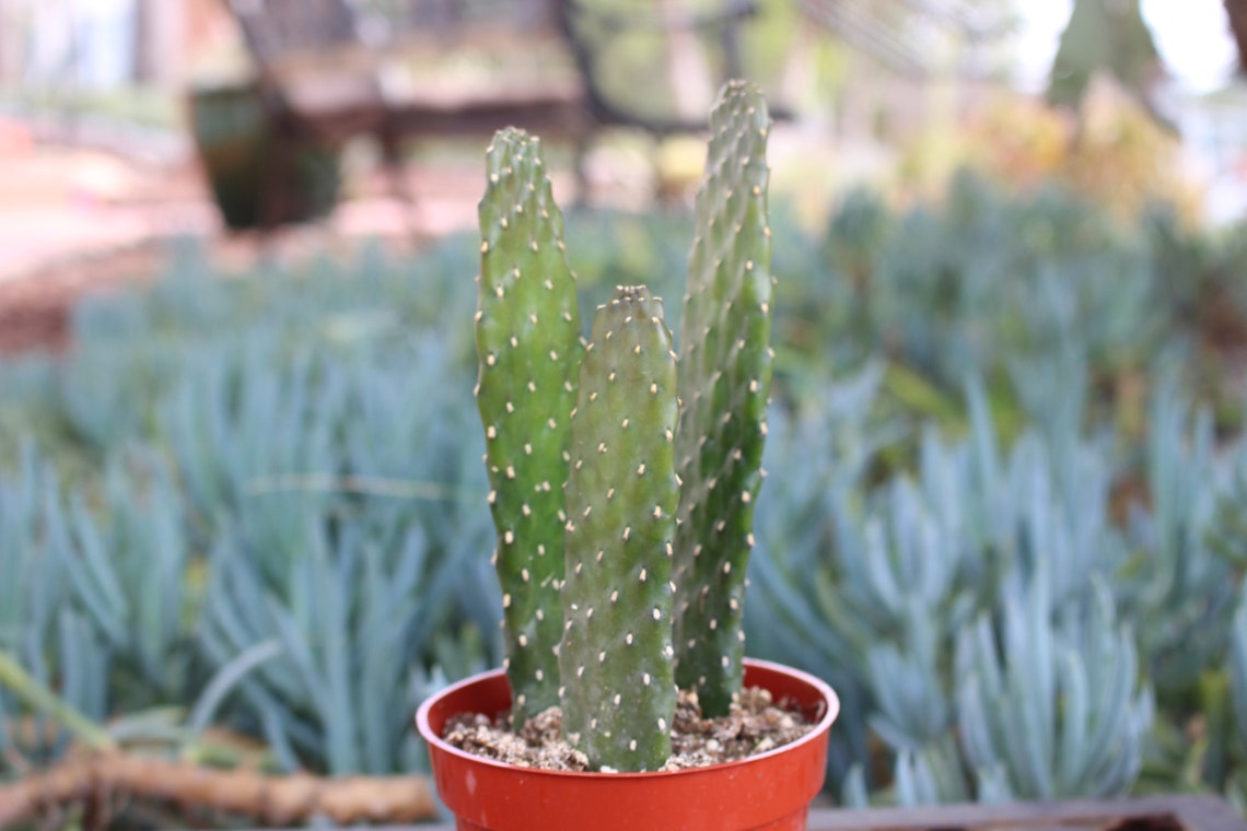 Opuntia Consolea Falcata Cactus Plant Potted - Etsy