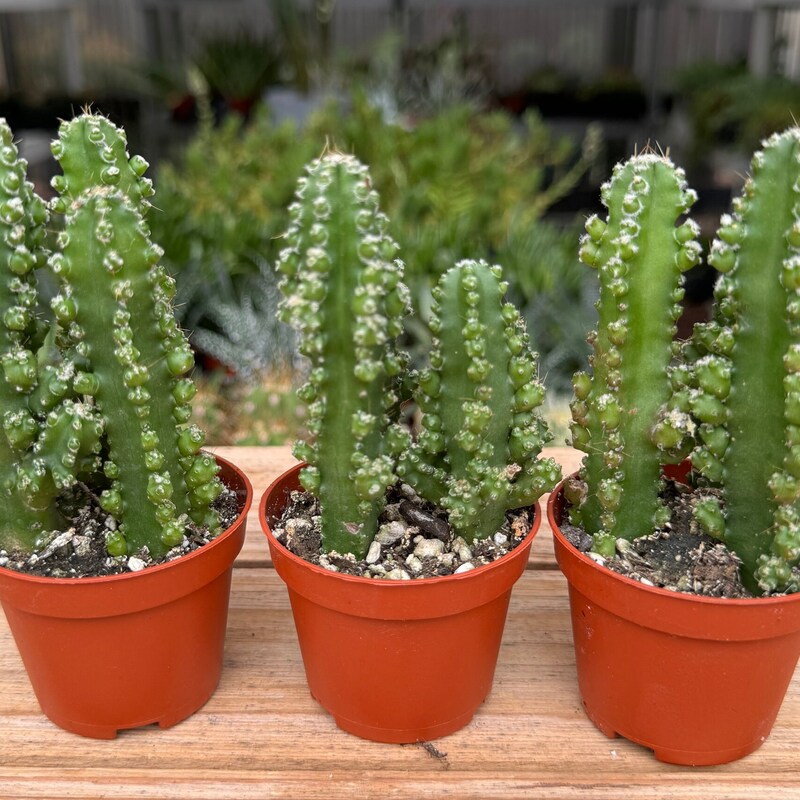 CactusLimon (Ships from: the US) - Etsy