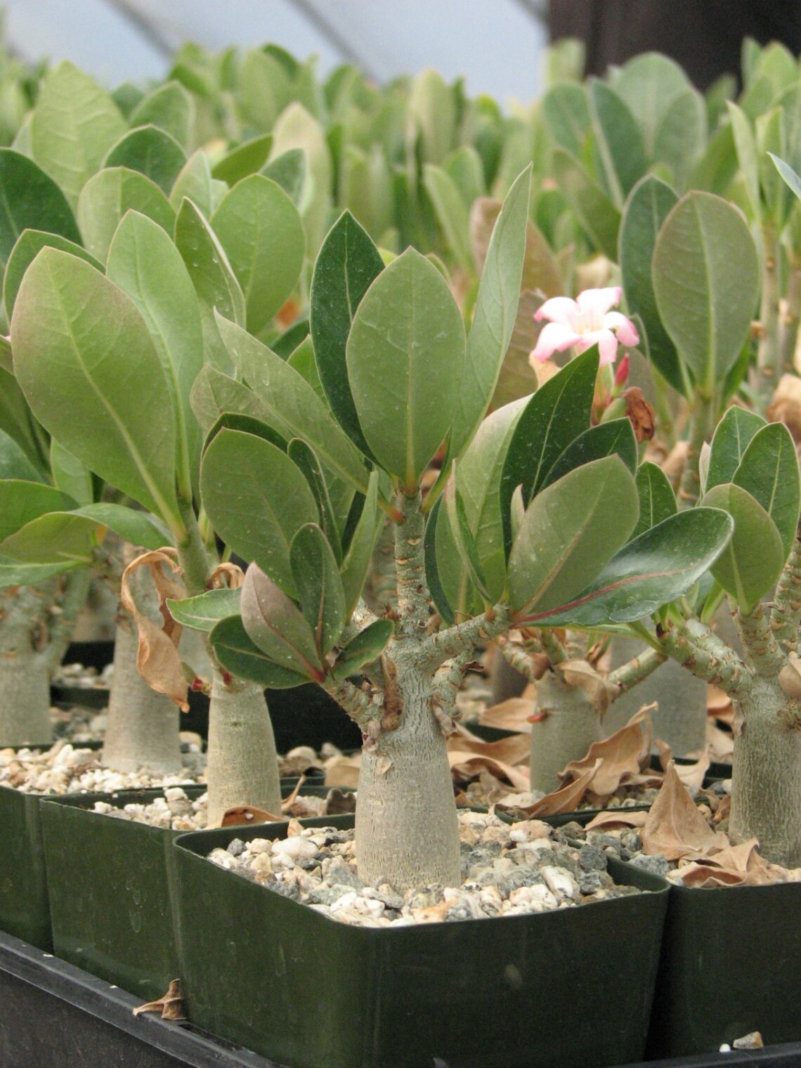 Adenium Obesum Caudex Succulent Plant - Etsy