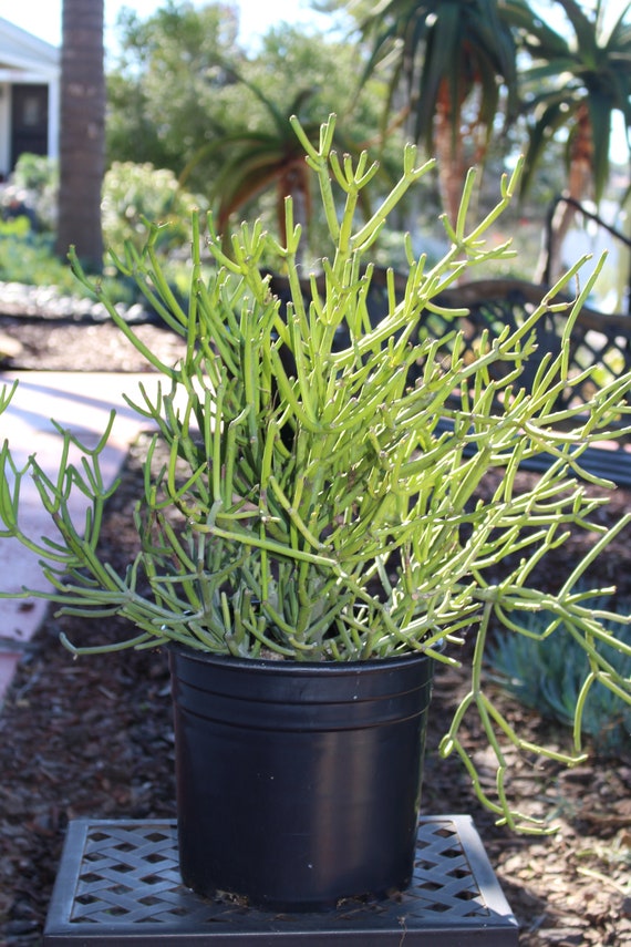 Euphorbia Tirucalli Pencil Tree Succulent Plant | Etsy