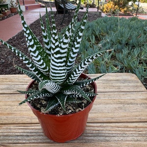 Haworthia Zebra Succulent Plant - Etsy
