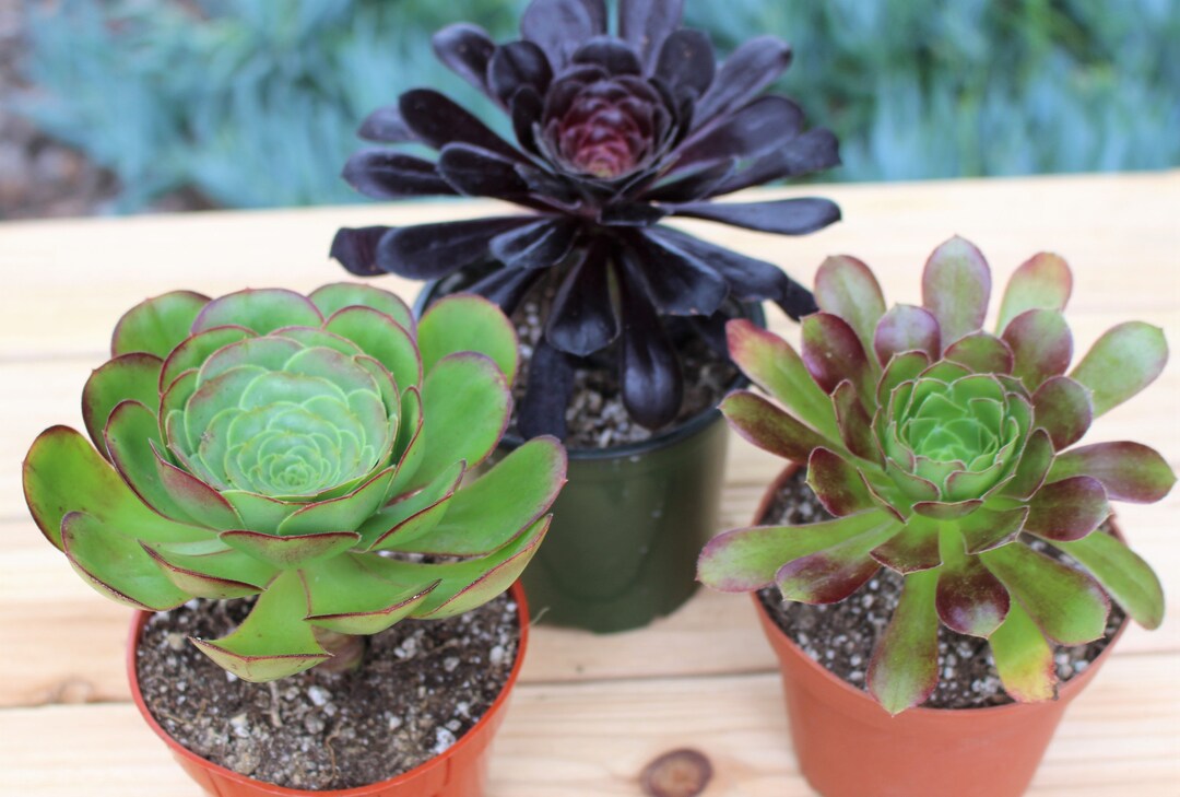 Aeonium Set Three Succulent Plants - Etsy