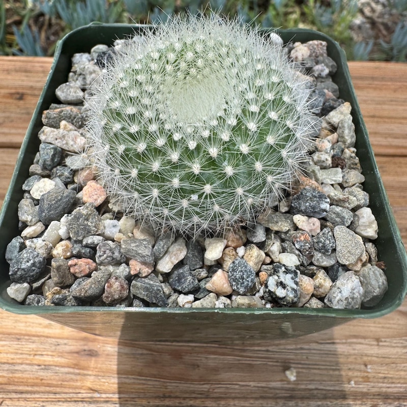 CactusLimon - Etsy