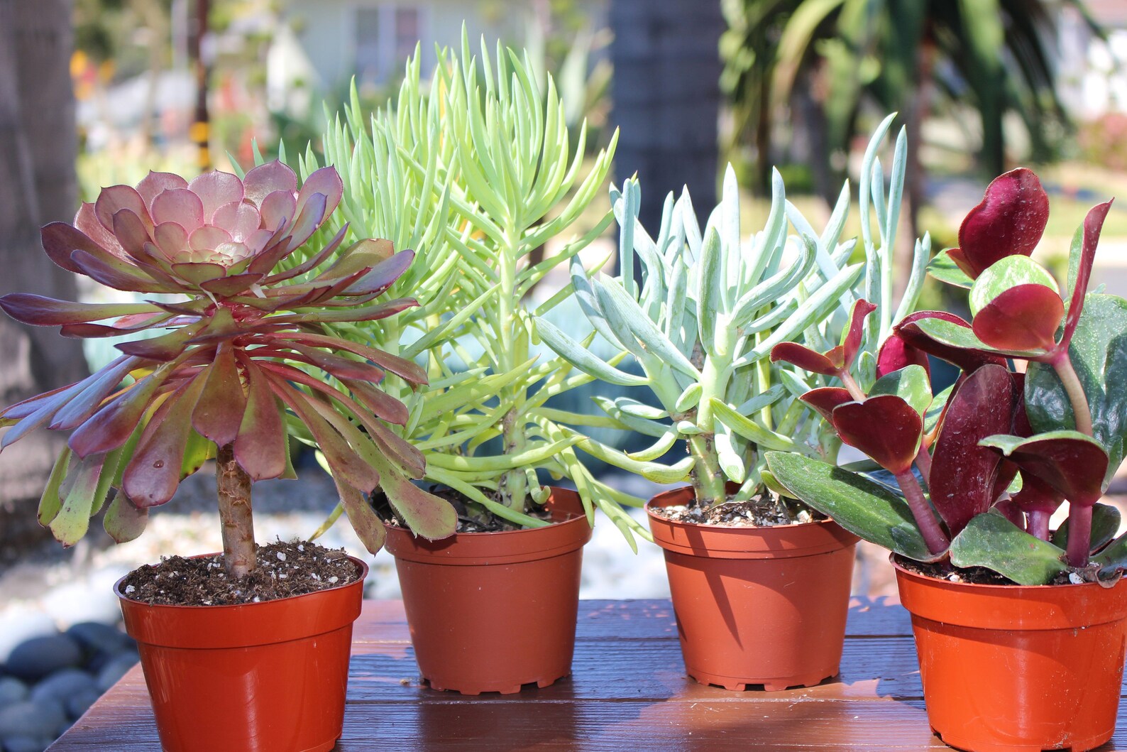 Succulent Plants 4 Assortment Plants - Etsy
