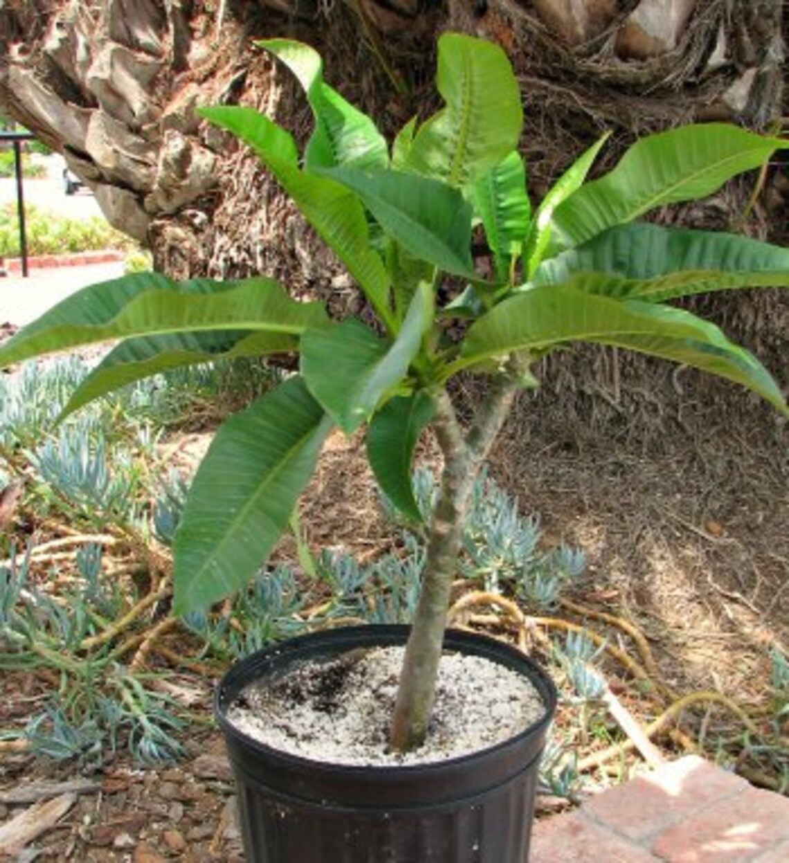 Plumeria Tree Plant - Etsy