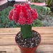 Grafted Red Lg Cactus Plant - Etsy