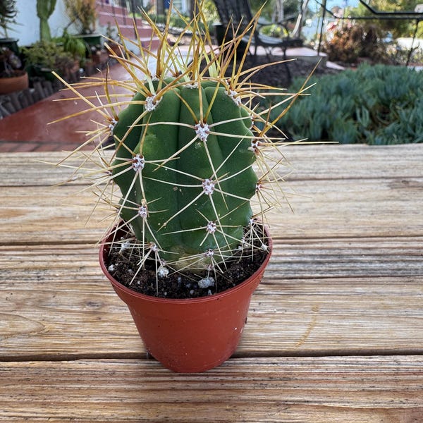 CactusLimon - Etsy