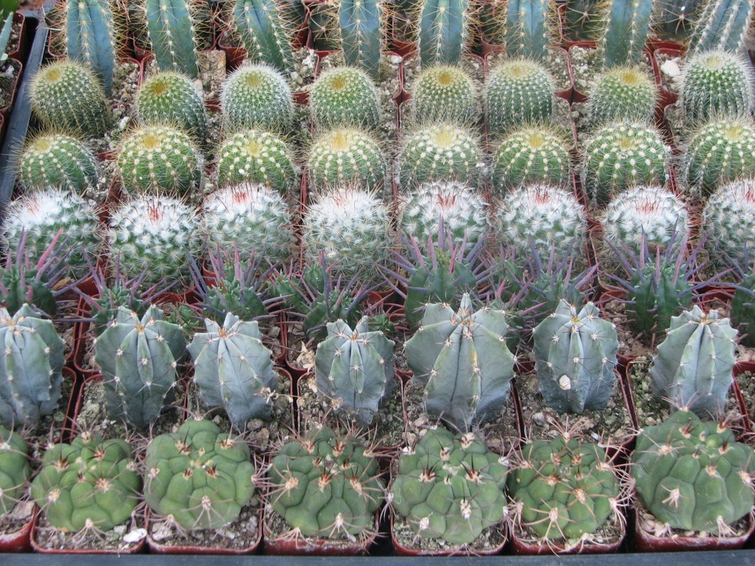 50 Assorted Potted Mini Cactus Plants 2" Pot, Live Cactus Plants FREE ...