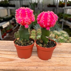 Grafted Pink Cactus Plant - Etsy