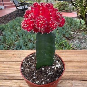 Grafted Red Lg Cactus Plant - Etsy