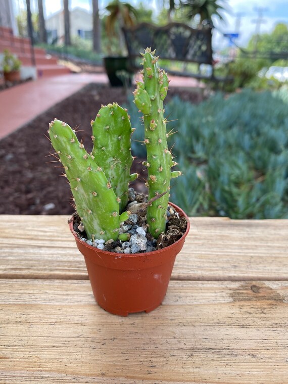 Cactus Plant In Pot