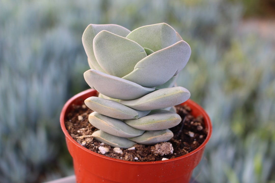 Crassula Ivory Tower Succulent Plant - Etsy
