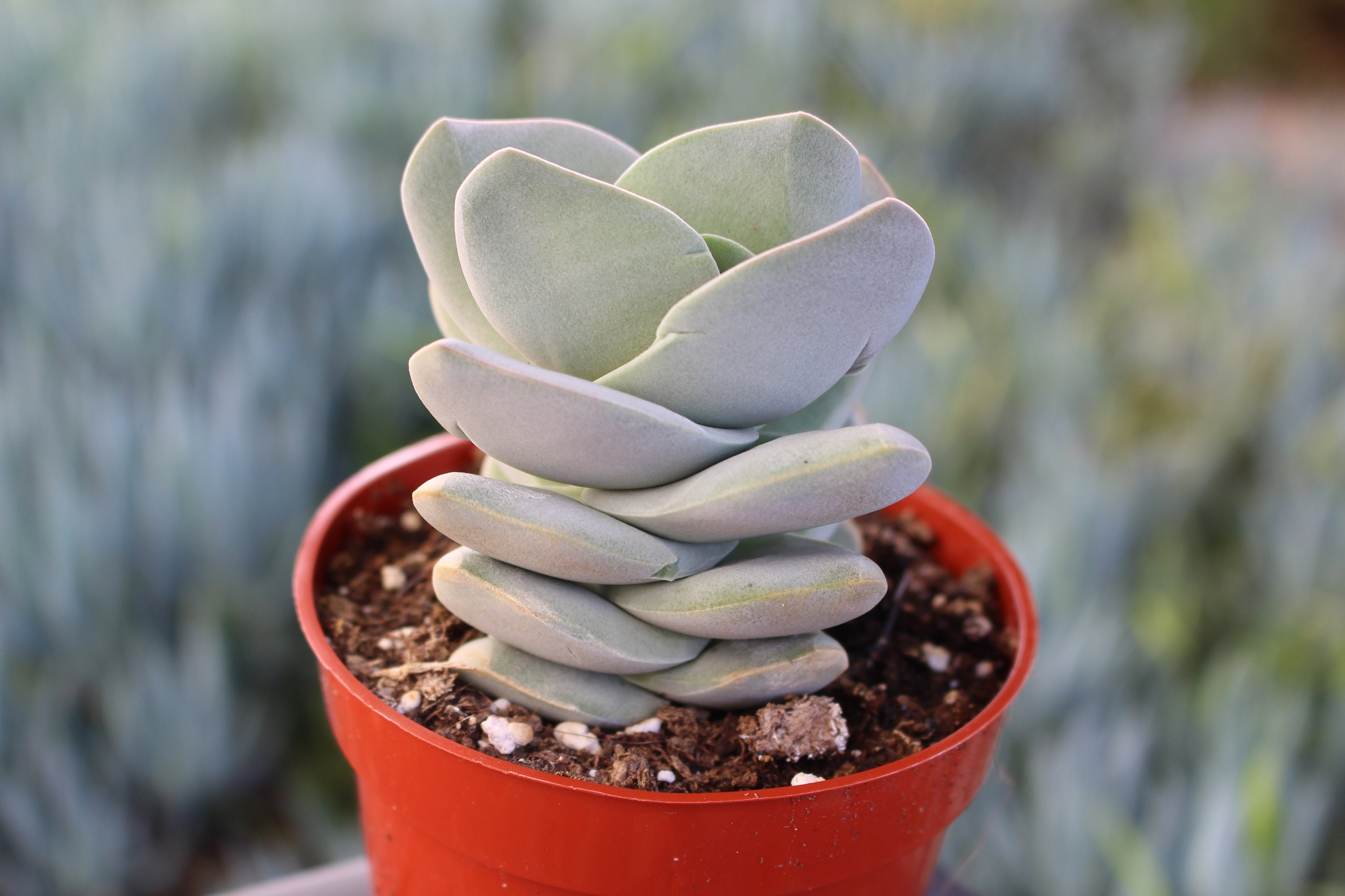 Crassula Ivory Tower Succulent Plant - Etsy
