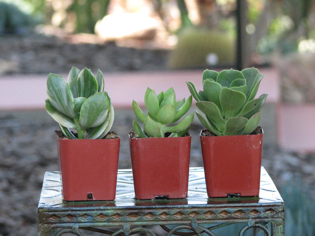Three Mini Succulent Plants - Etsy