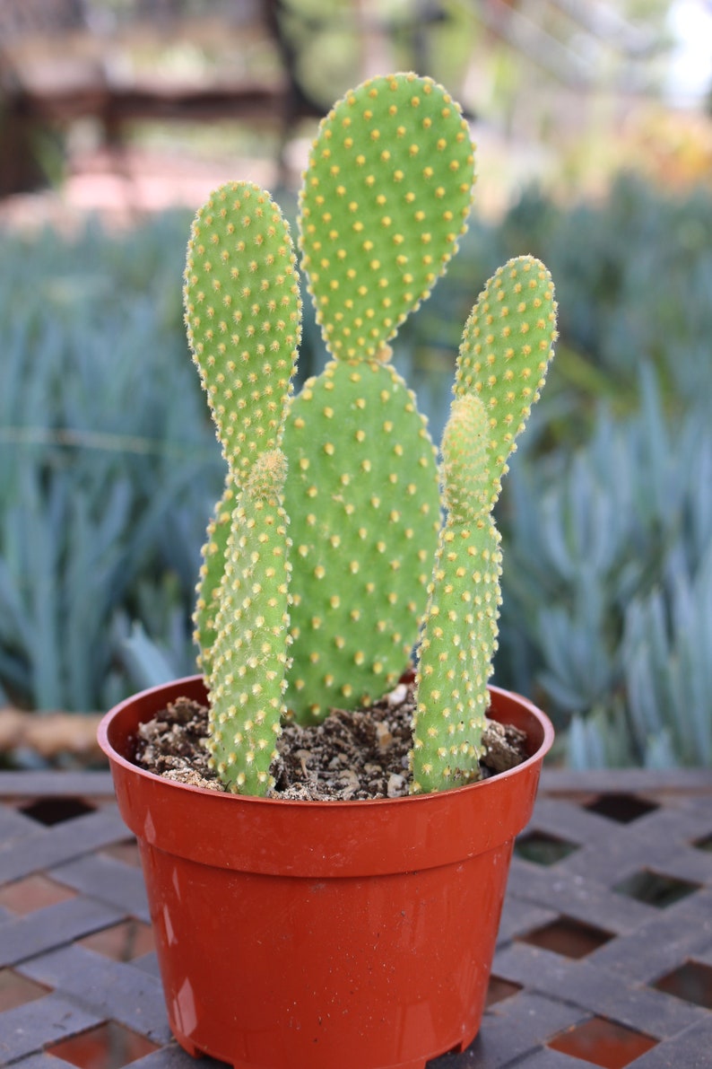 Opuntia Mini Cactus Plant - Etsy