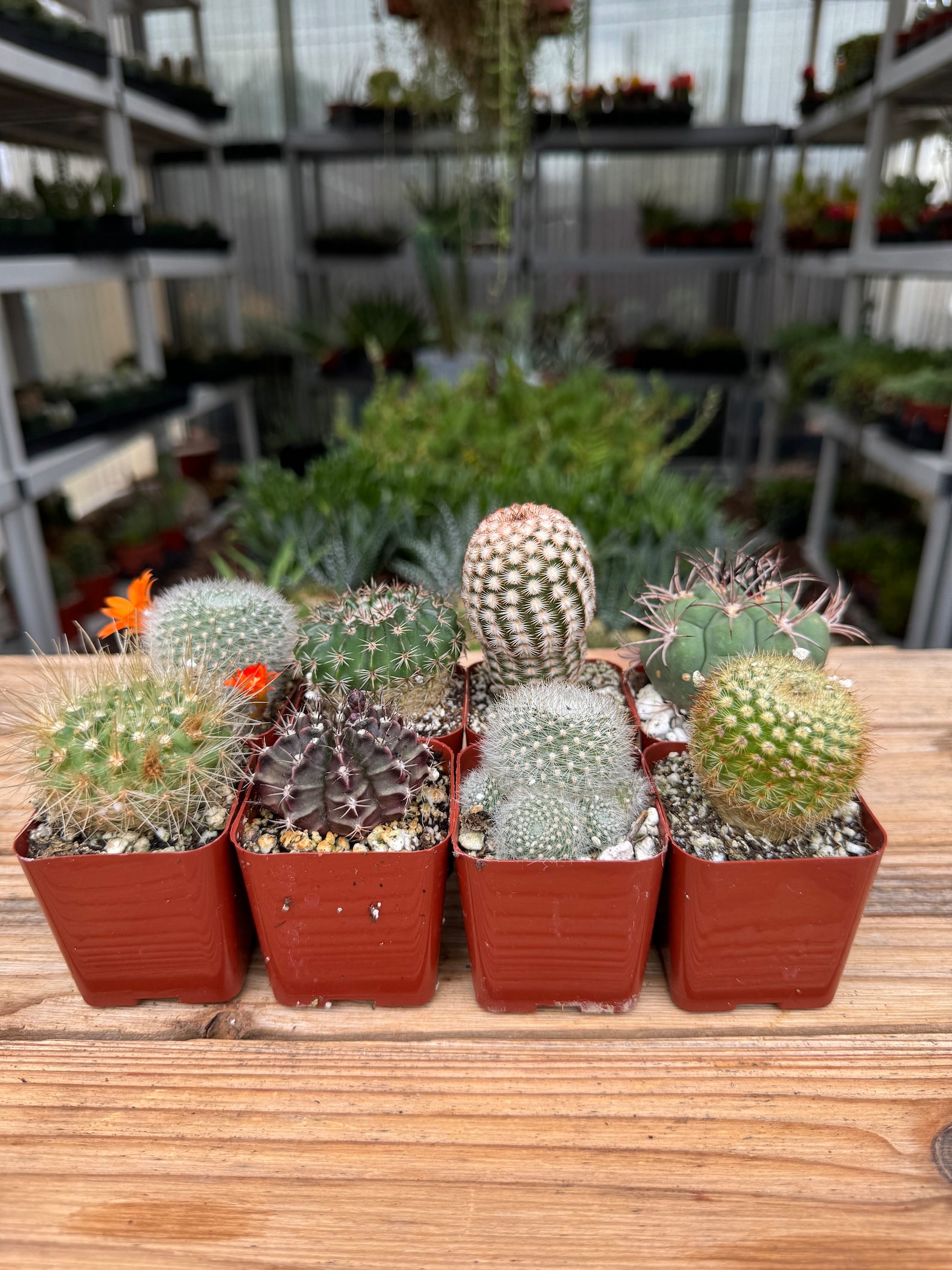 Mixed 4 Mini Cactus Plants in 2 Inch Pots - Etsy