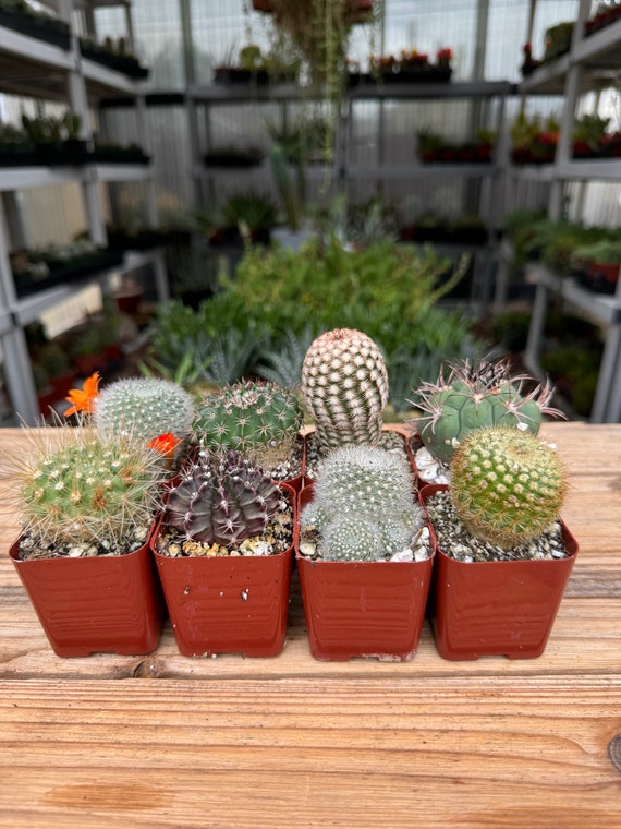 Mixed 4 Mini Cactus Plants in 2 inch pots
