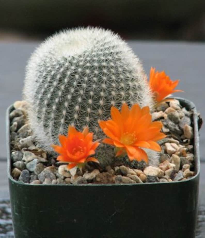 Rebutia Muscula Cactus Plant | Etsy