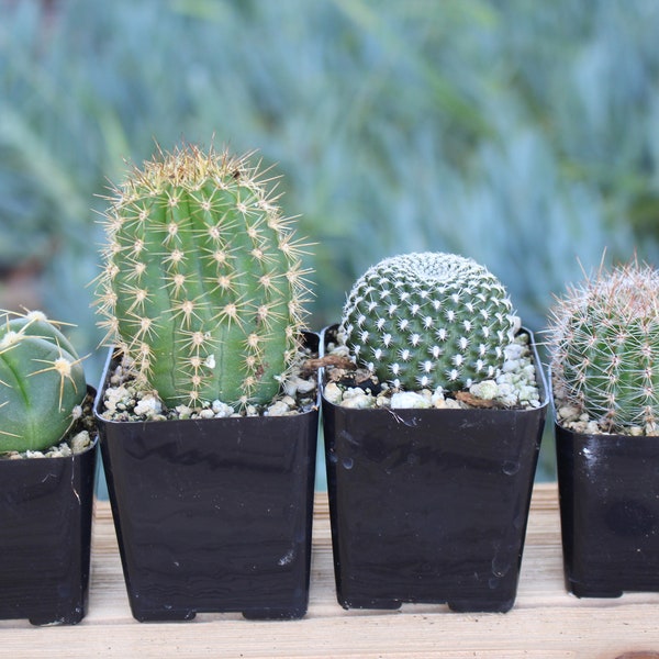 Turtle Cactus - Etsy