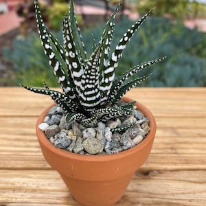 Zebra Plant, Mini Succulent in 2 Inch Clay Pot - Etsy