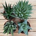 Haworthia and Gasteria Set Four Mini Succulent Plant - Etsy
