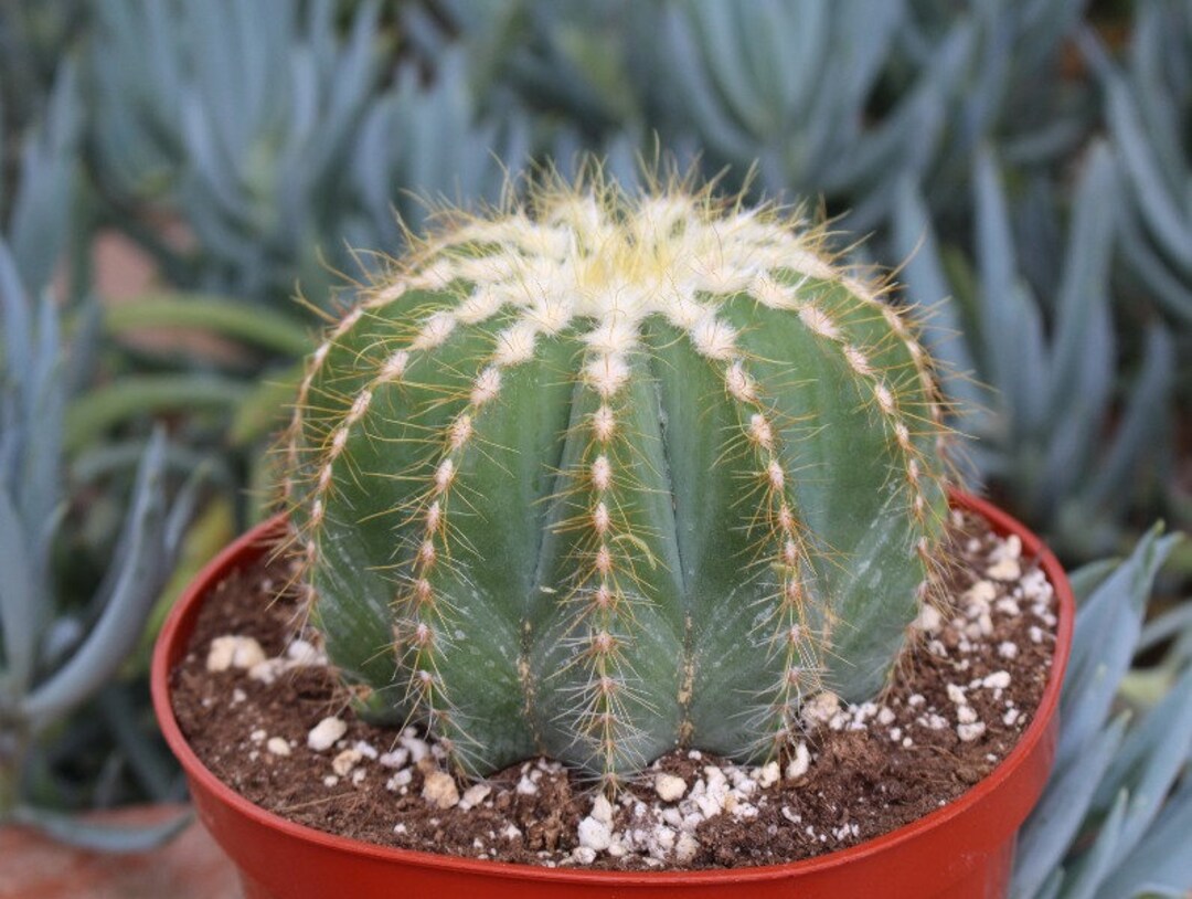 Notocactus Magnificus Medium Cactus Plant - Etsy