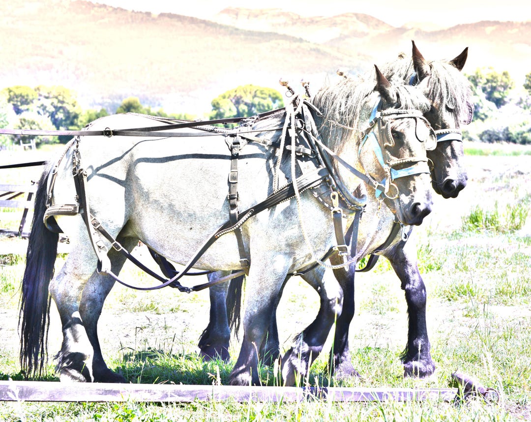 Western Greeting Card for Horse Lover Card for Birthday Western Card - Etsy