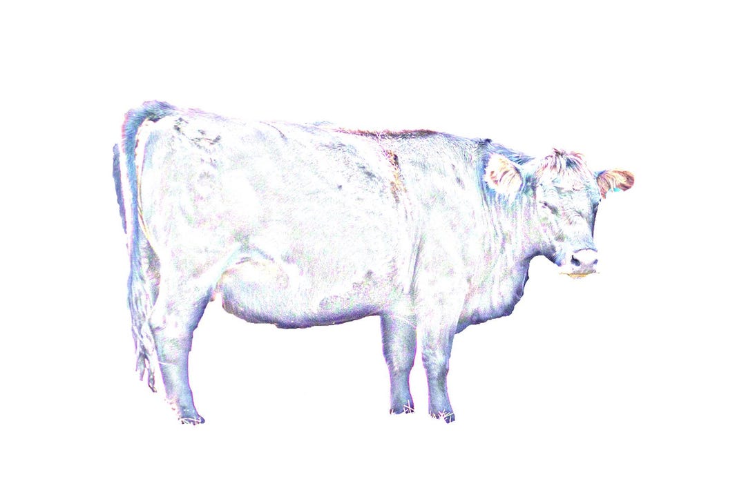 Western Greeting Card Angus Cow Card for Cow Lover Gift Western Card - Etsy