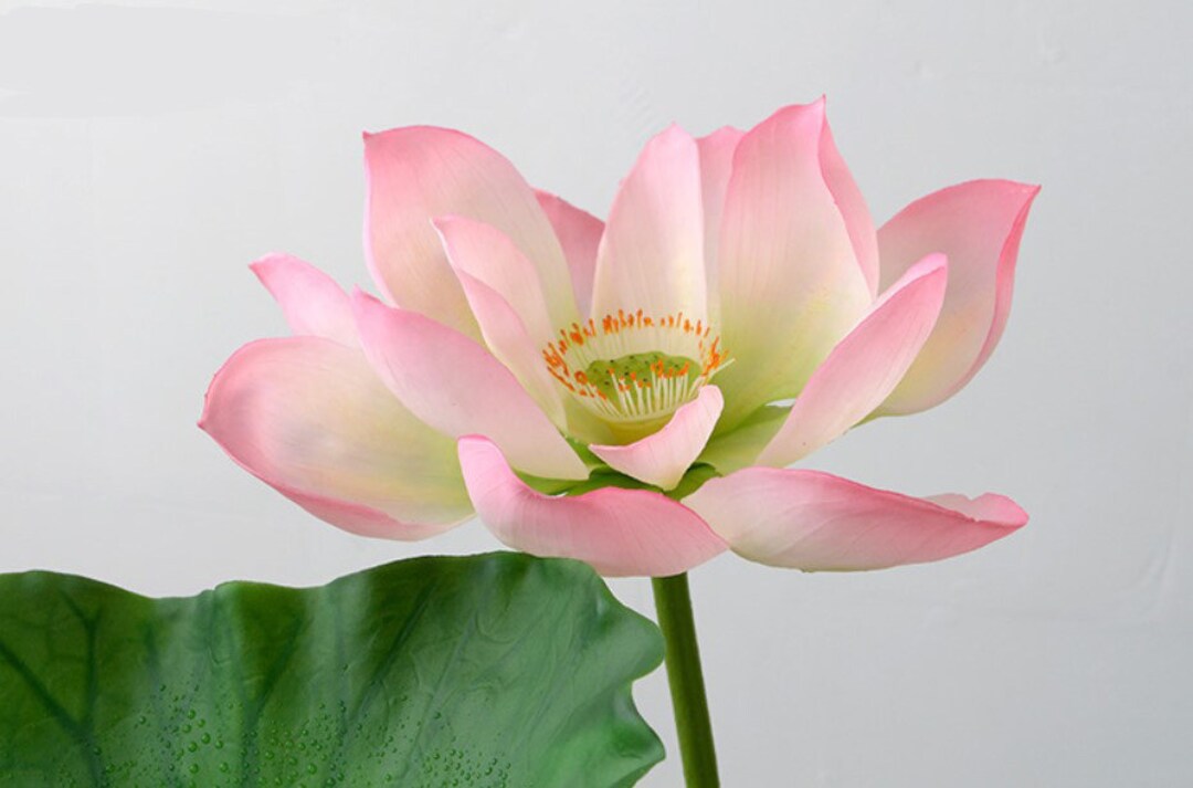 Artificial Simulation Lotus, Seedpod, Lotus Bud ,PU Real Touch Feel ...