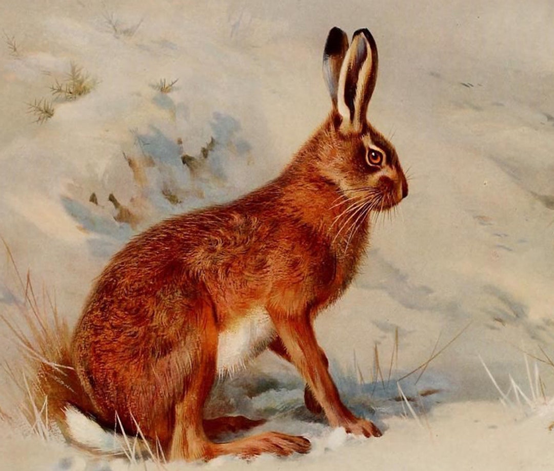Fabric Panel Block, Irish Hare Painting Fabric Bloc, Fabric Panel - Etsy