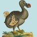 Fabric Panel;vintage Bird DODO Fabric Block Vintage DODO Fabric Print ...