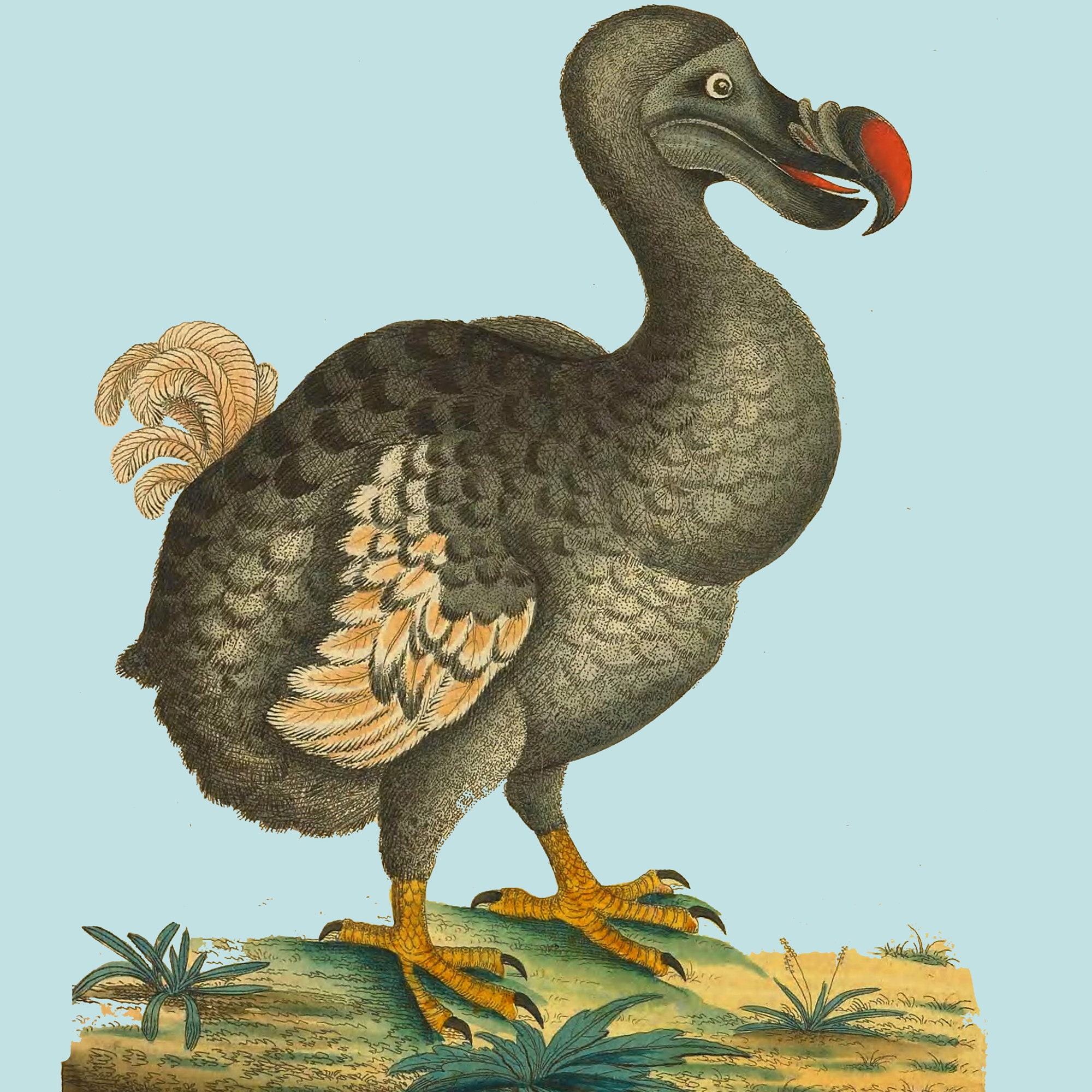 Fabric Panel;vintage Bird DODO Fabric Block Vintage DODO Fabric Print ...