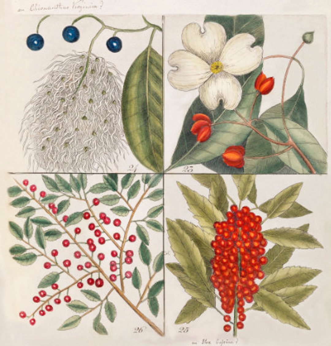 Fabric Panel Botanical Dogwood Tree Art Fabric Panel for Embroidery or ...