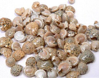 Mother of Pearl Shell Beads Seashell Oval Beads for Jewelry Coffer ...