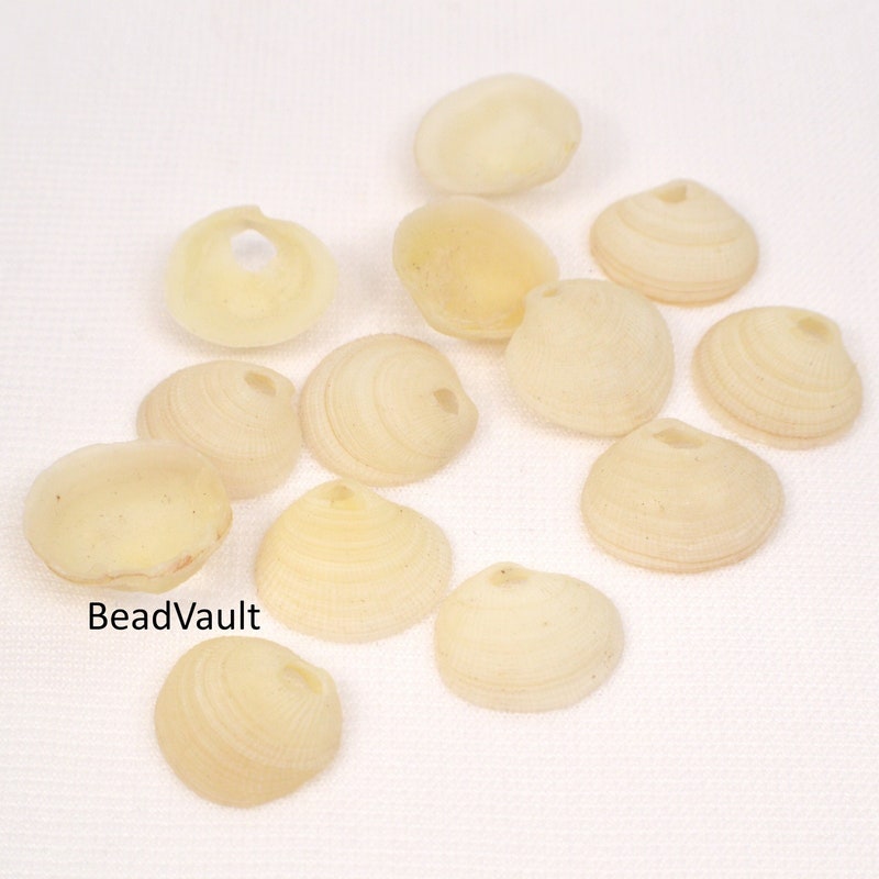 Sea Shell Supply - Etsy