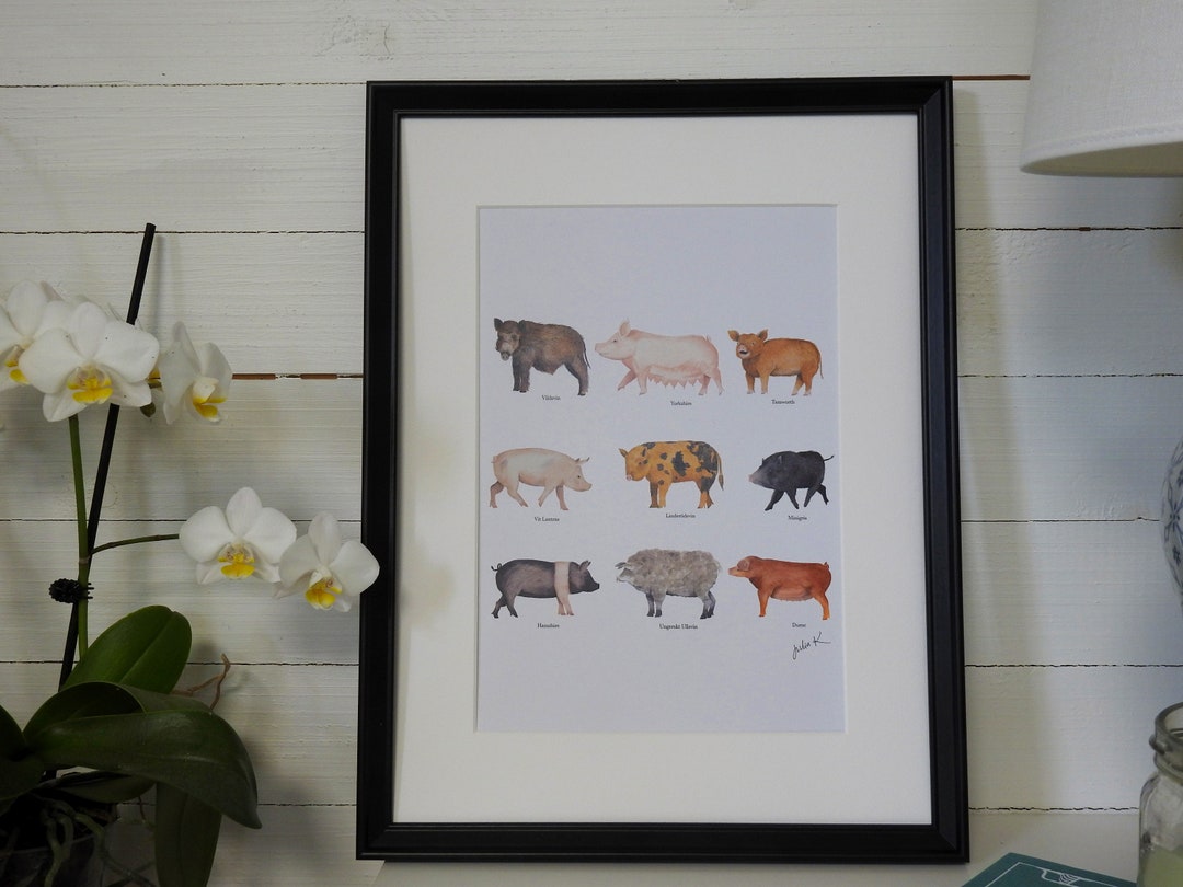 Art Print Animal Collection Pigs by Julia Källén - Etsy