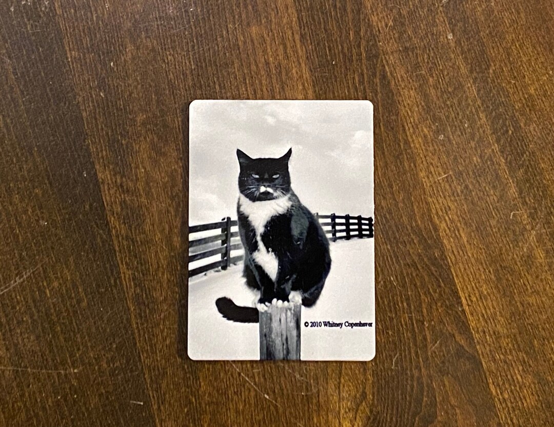 Magnet Black and White Tuxedo Cat Snow Cattitude Photography Home Decor ...