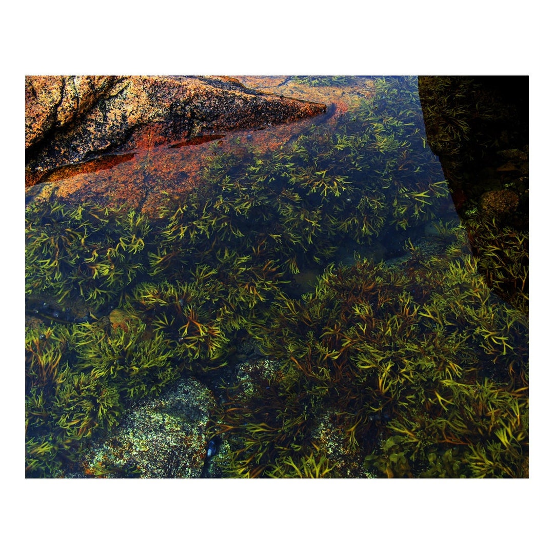 Seaweed Art Modern Seashore Art Fine Art Print - Etsy