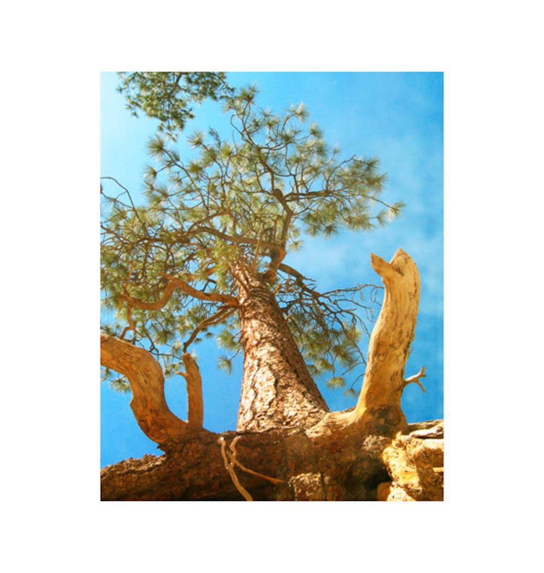 Pine Tree Photography, New Mexico Nature Photography, Tree Roots ...