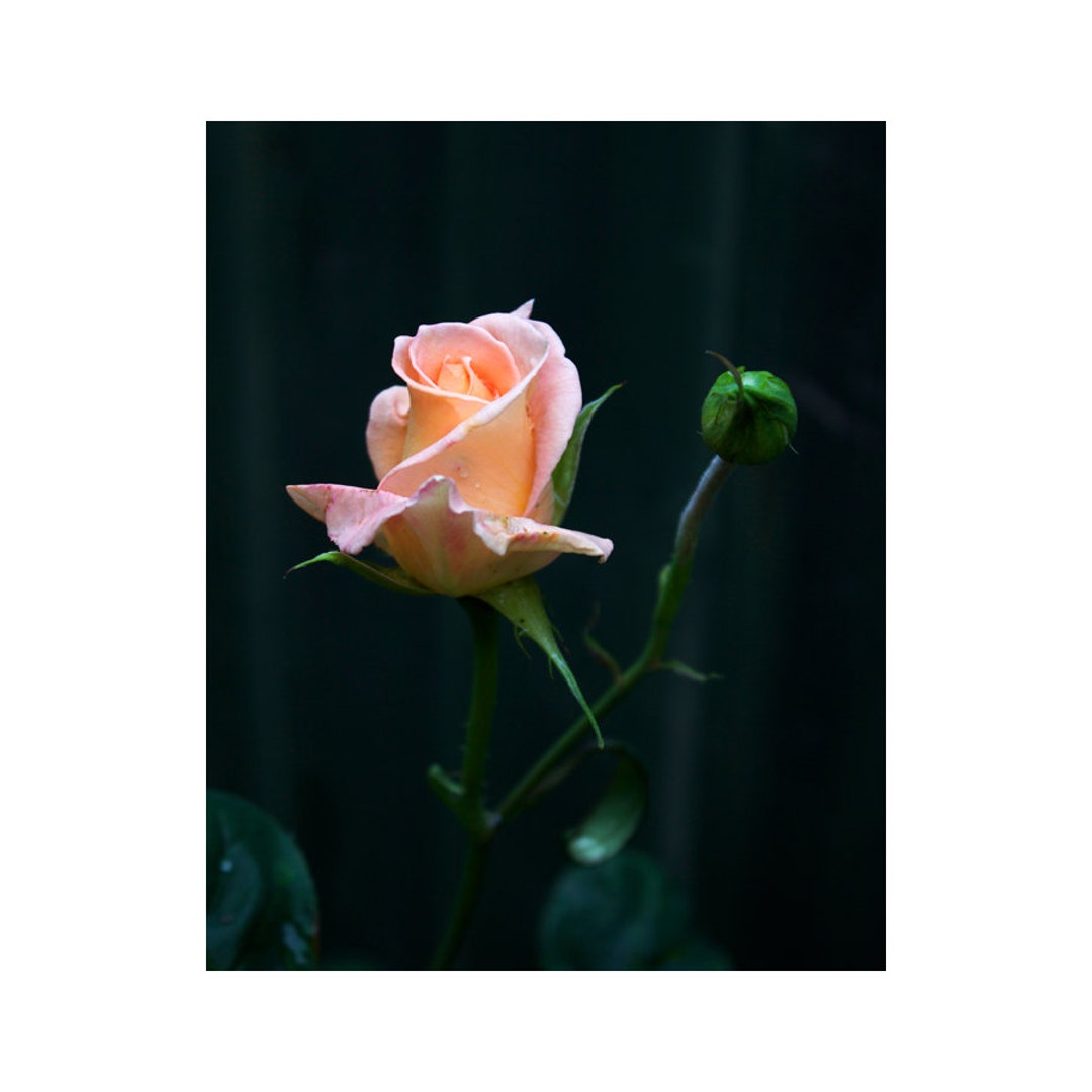 Romantic Art, Rose Photography, Contemporary Floral Art - Etsy