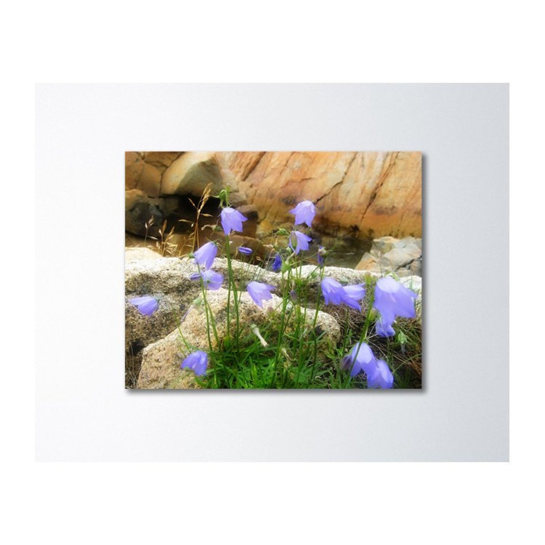 Bluebell Canvas Art, Wildflower Wall Art, Flower Canvas Gallery Wrap - Etsy