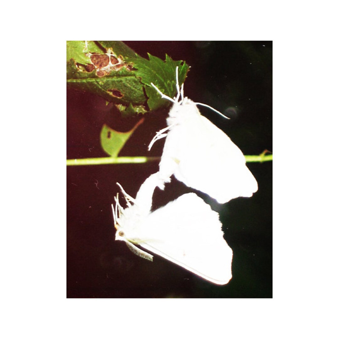 Moth Phototgraphy, Entomology Art Print, Moth Art, Insect Photography ...
