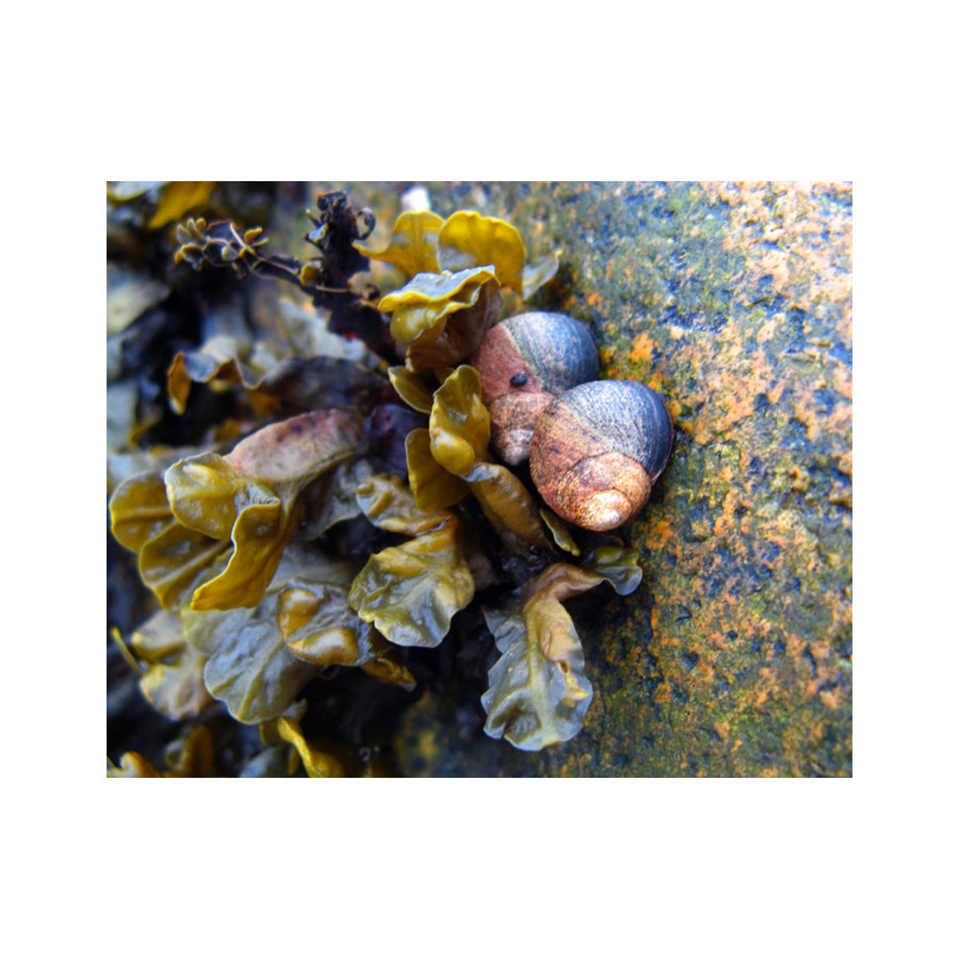 Seashore Photography, Intertidal Zone Art, Ocean Snail Print, Seaweed ...