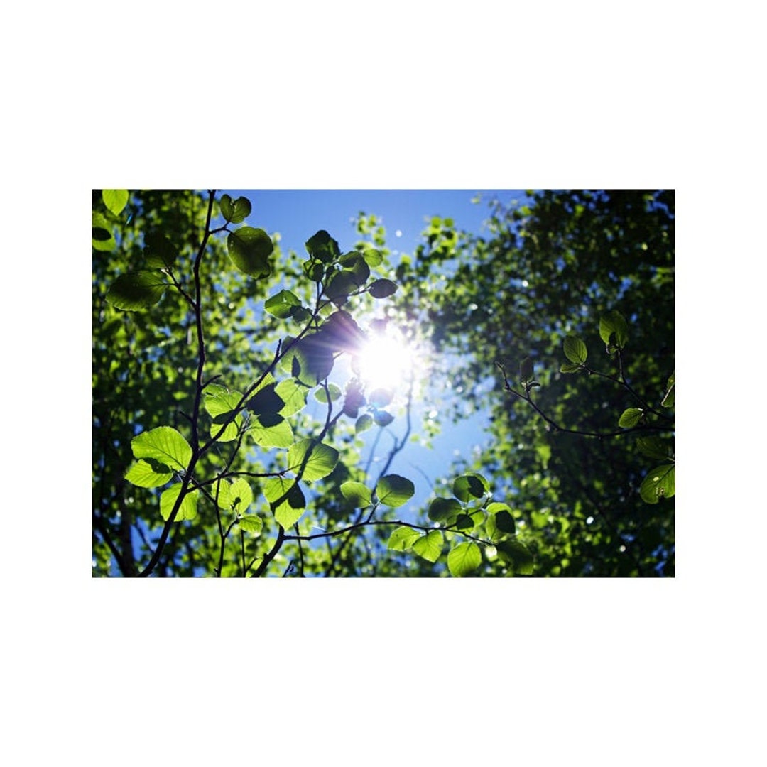 Zen Art, Healing Art, Spiritual Art, Birch Forest Canopy, Sun Art - Etsy