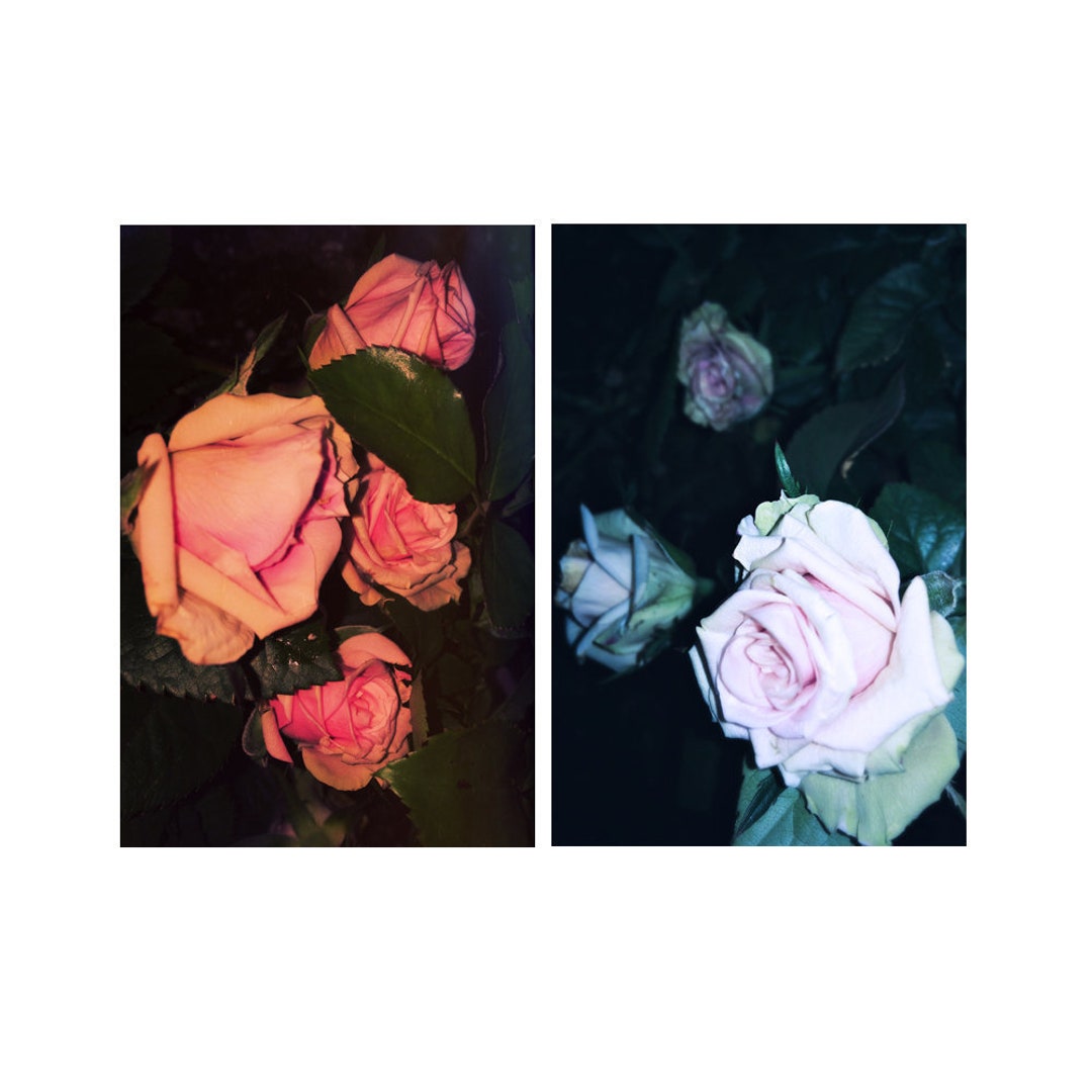 Rose Art Set, Dark Academia Aesthetic, Gothic Romantic Art, Flowers at ...