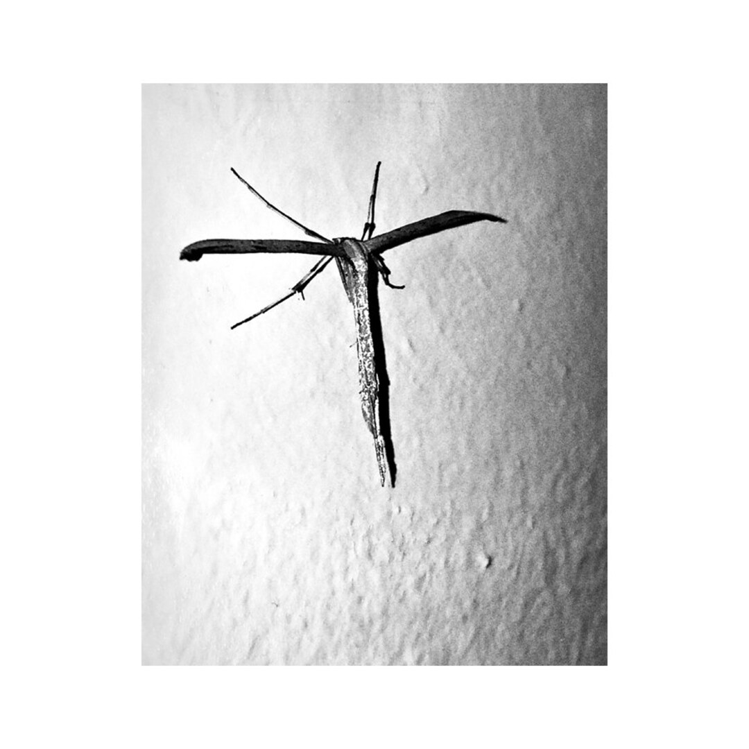 Moth Art Print, Modern Gothic Art, Insect Photography, Plume Moth Print ...