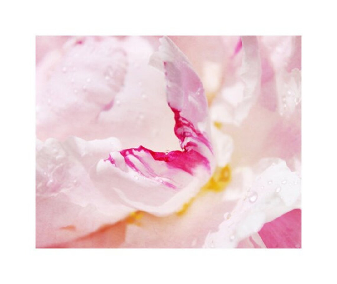 Light Pink Art, Peony Photography, Abstract Flower Art, Fine Art Print ...